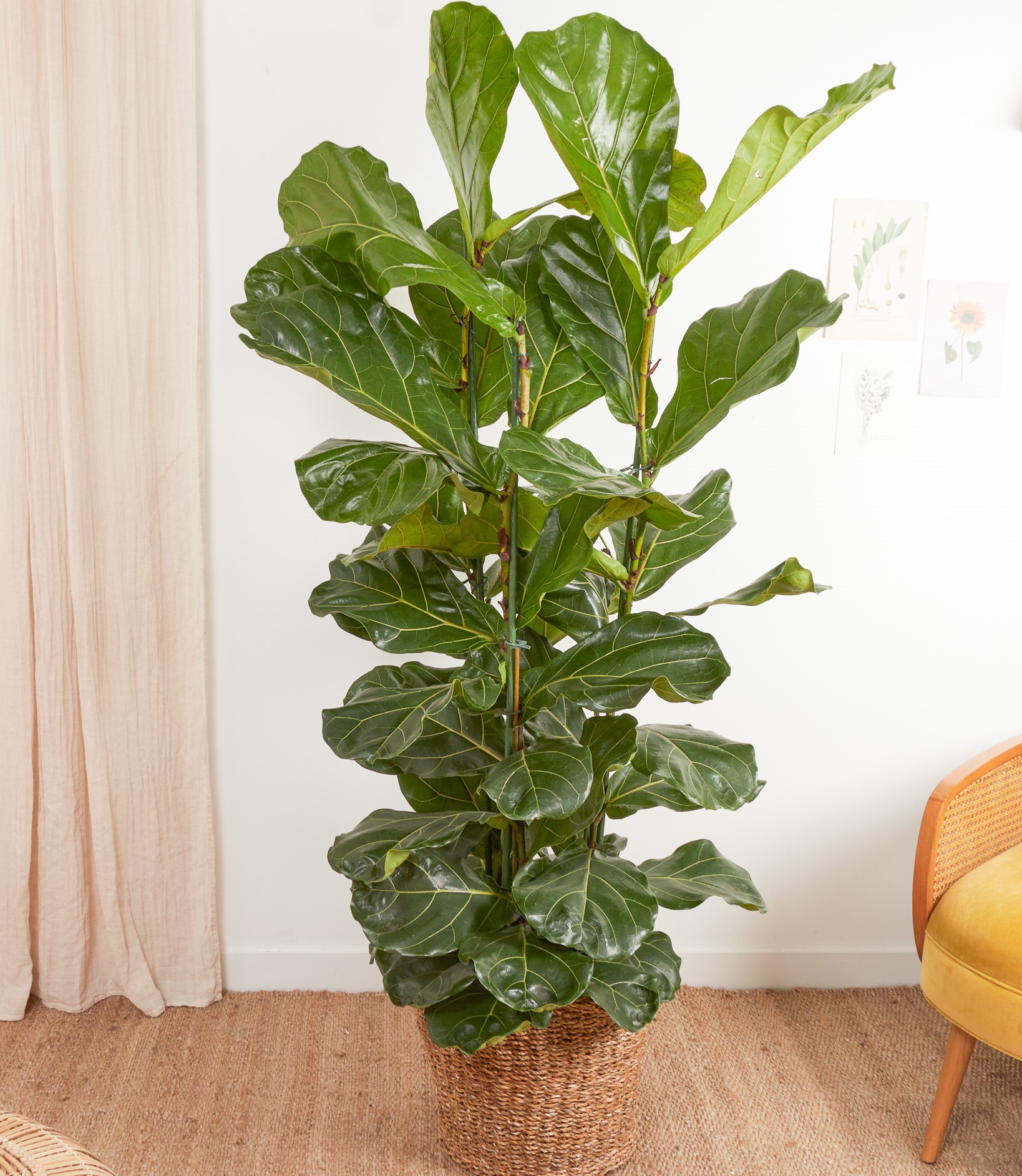 10 variétés de ficus à avoir dans son intérieur