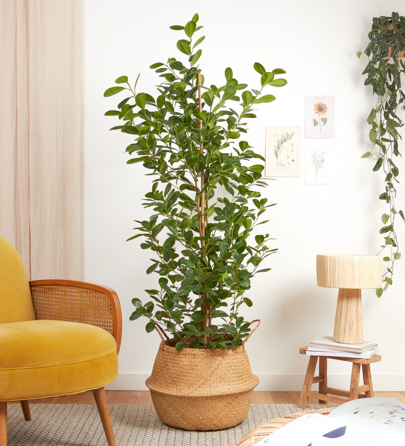 10 variétés de ficus à avoir dans son intérieur
