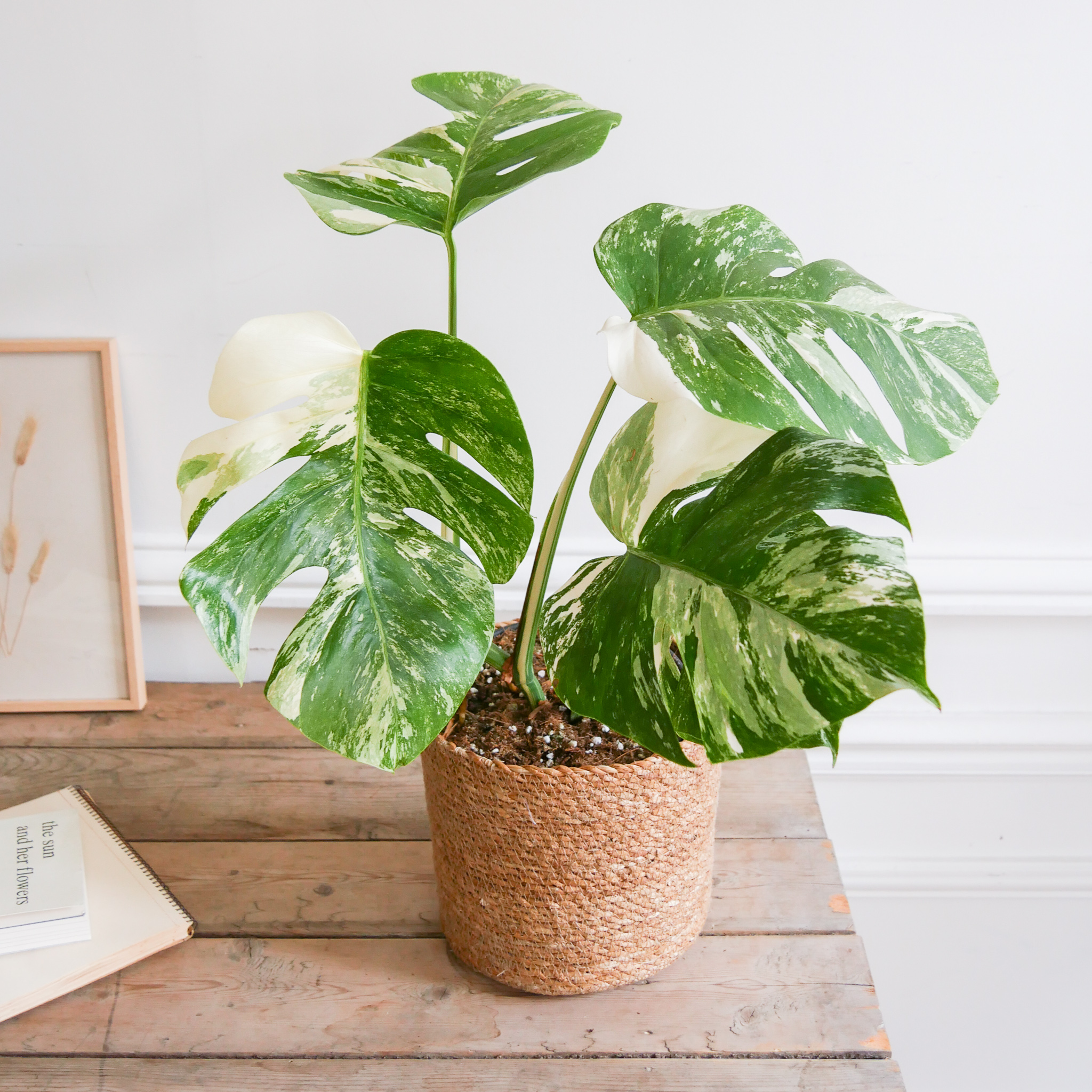 9 variétés de Monstera, pour végétaliser votre salon