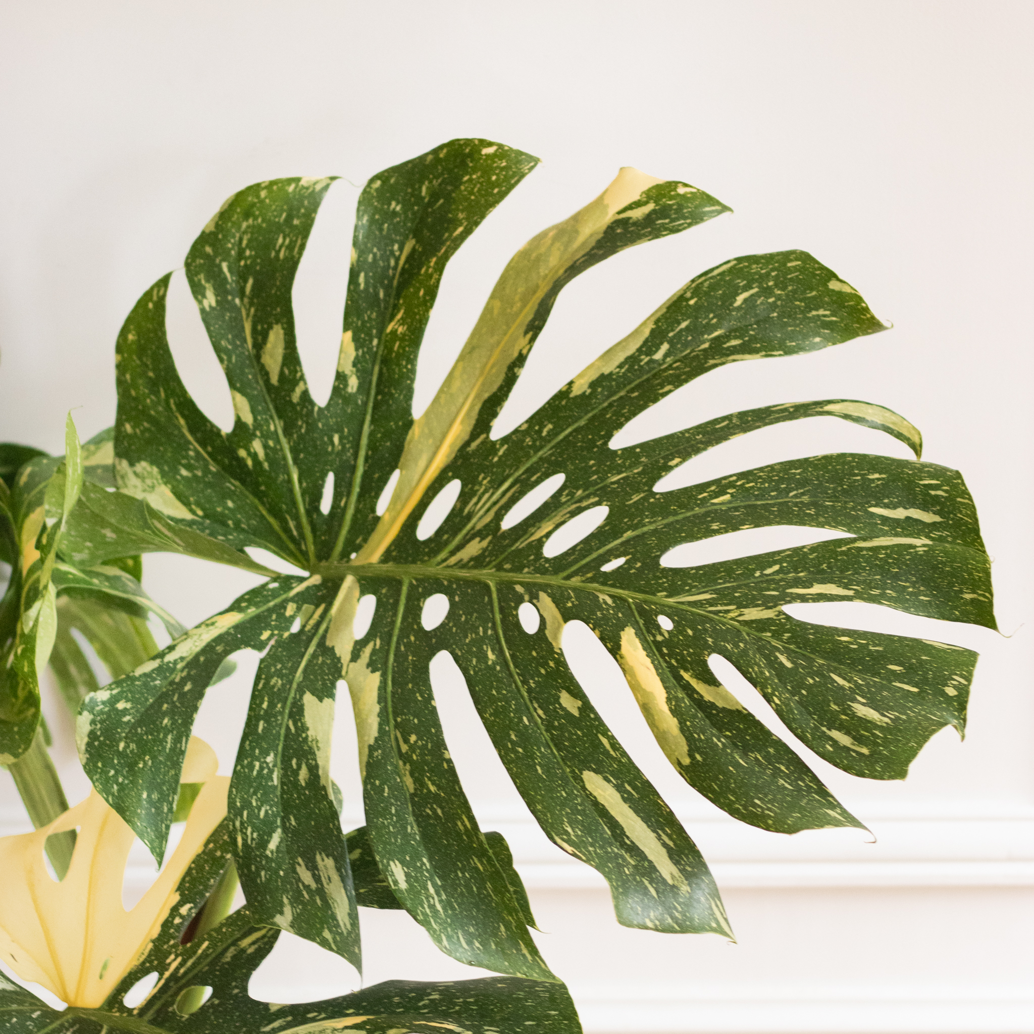 9 variétés de Monstera, pour végétaliser votre salon